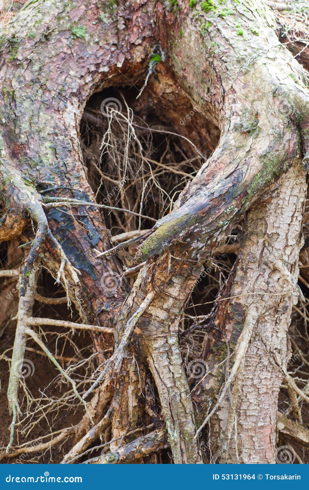 Big root tree stock photo. Image of trunk, sunshine, plant - 53131964