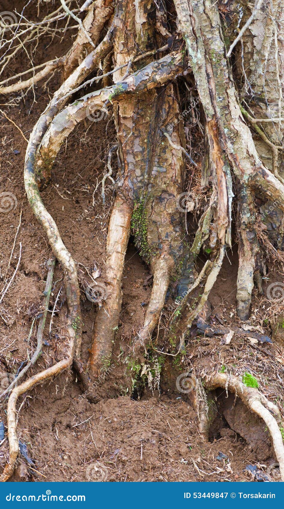 Big root tree stock image. Image of texture, element - 53449847