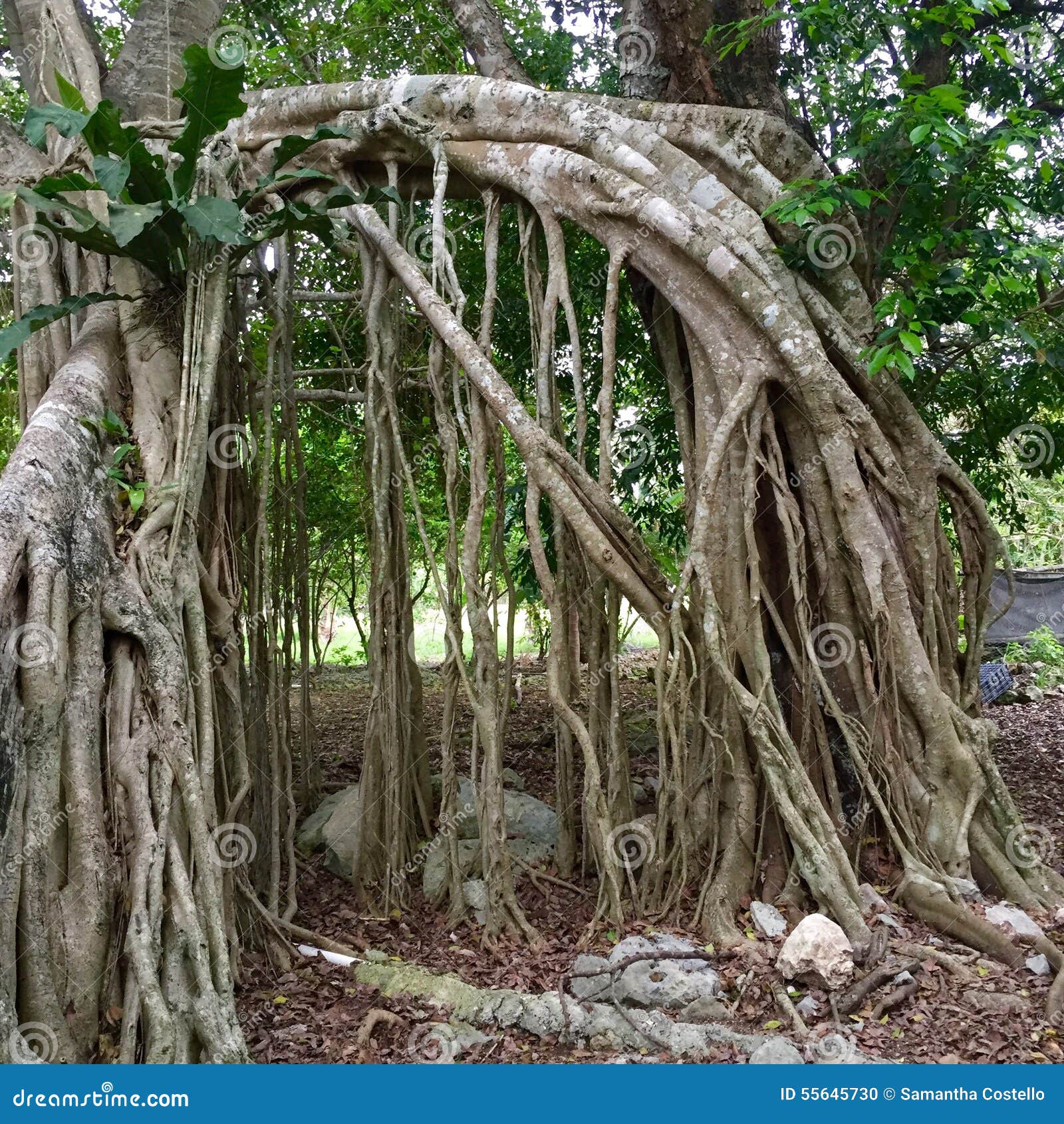 Big root tree stock photo. Image of jungle, branch, tree - 55645730