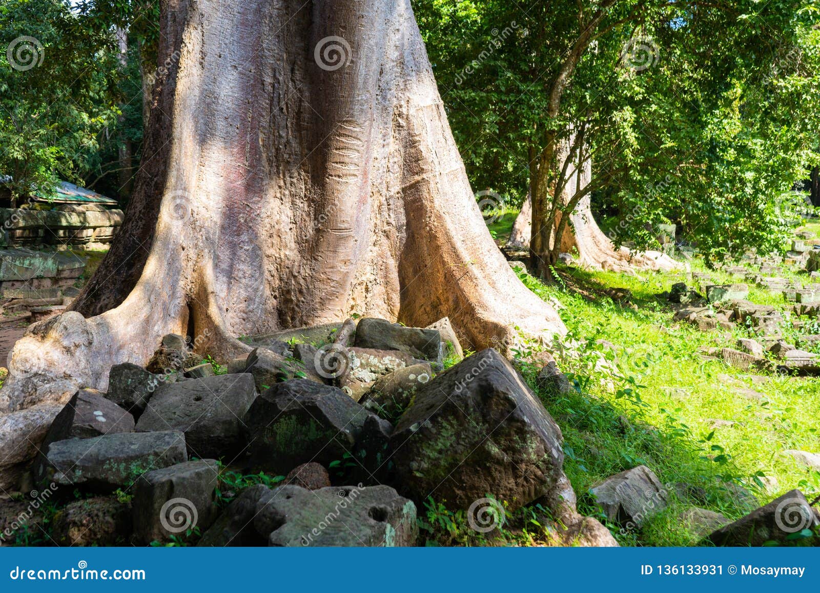 Big Root of Tree in the Park Stock Image - Image of root, forest: 136133931