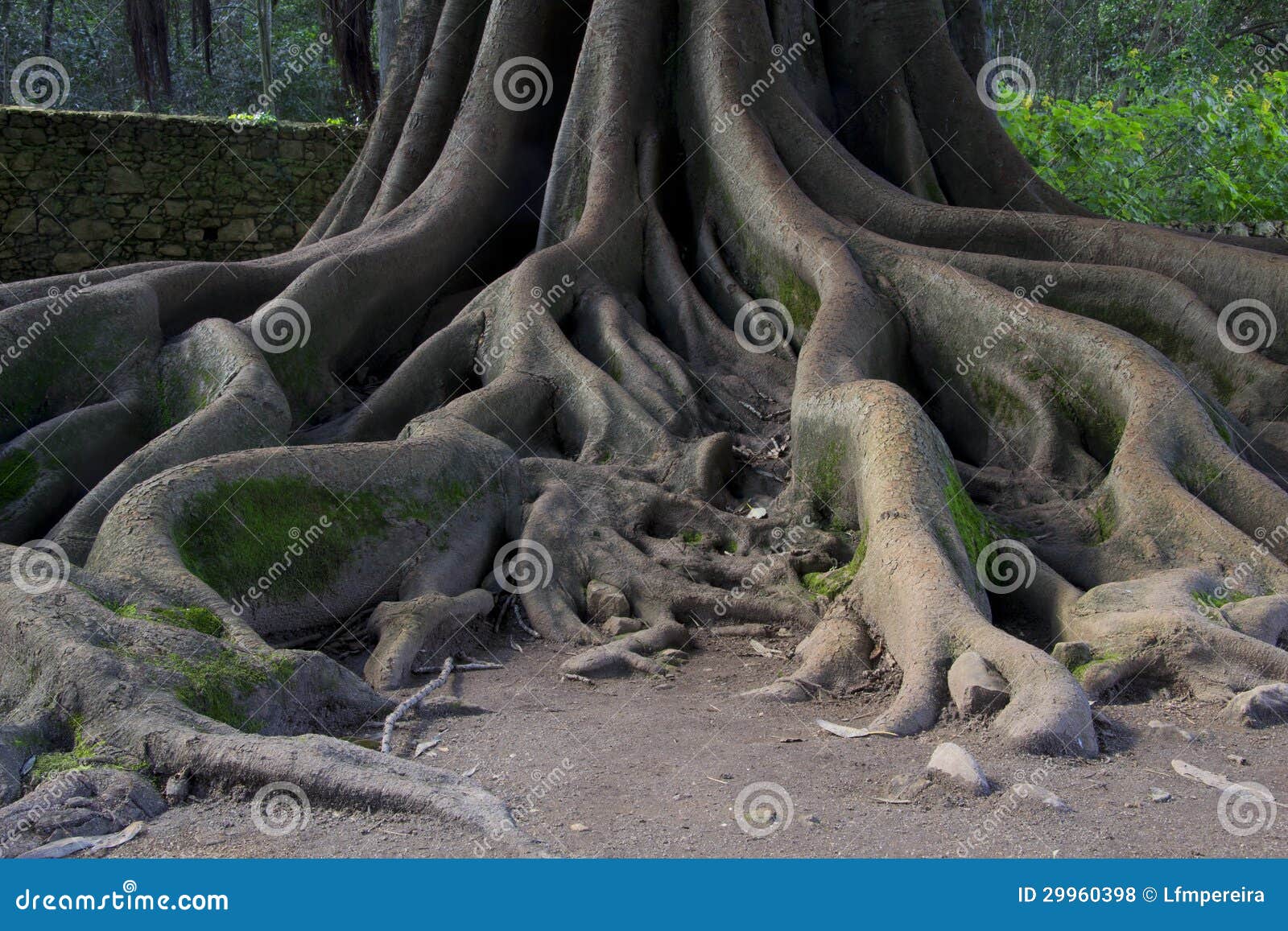 Roots stock photo. Image of autumn, branch, centenarian - 29960398