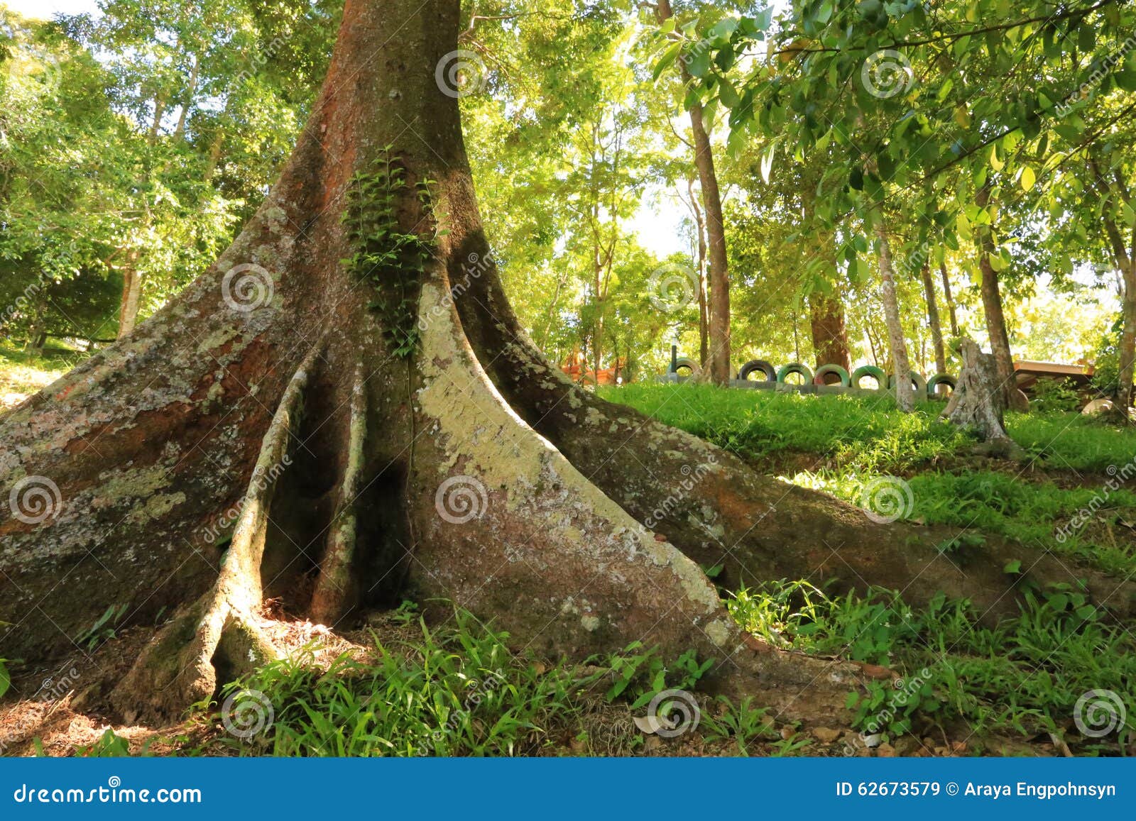 Big roots stock image. Image of roots, green, growth - 62673579