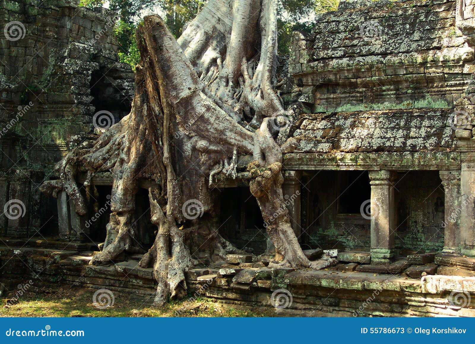 Banyan Tree Roots at Angkor Wat Stock Image - Image of banyan, tree ...