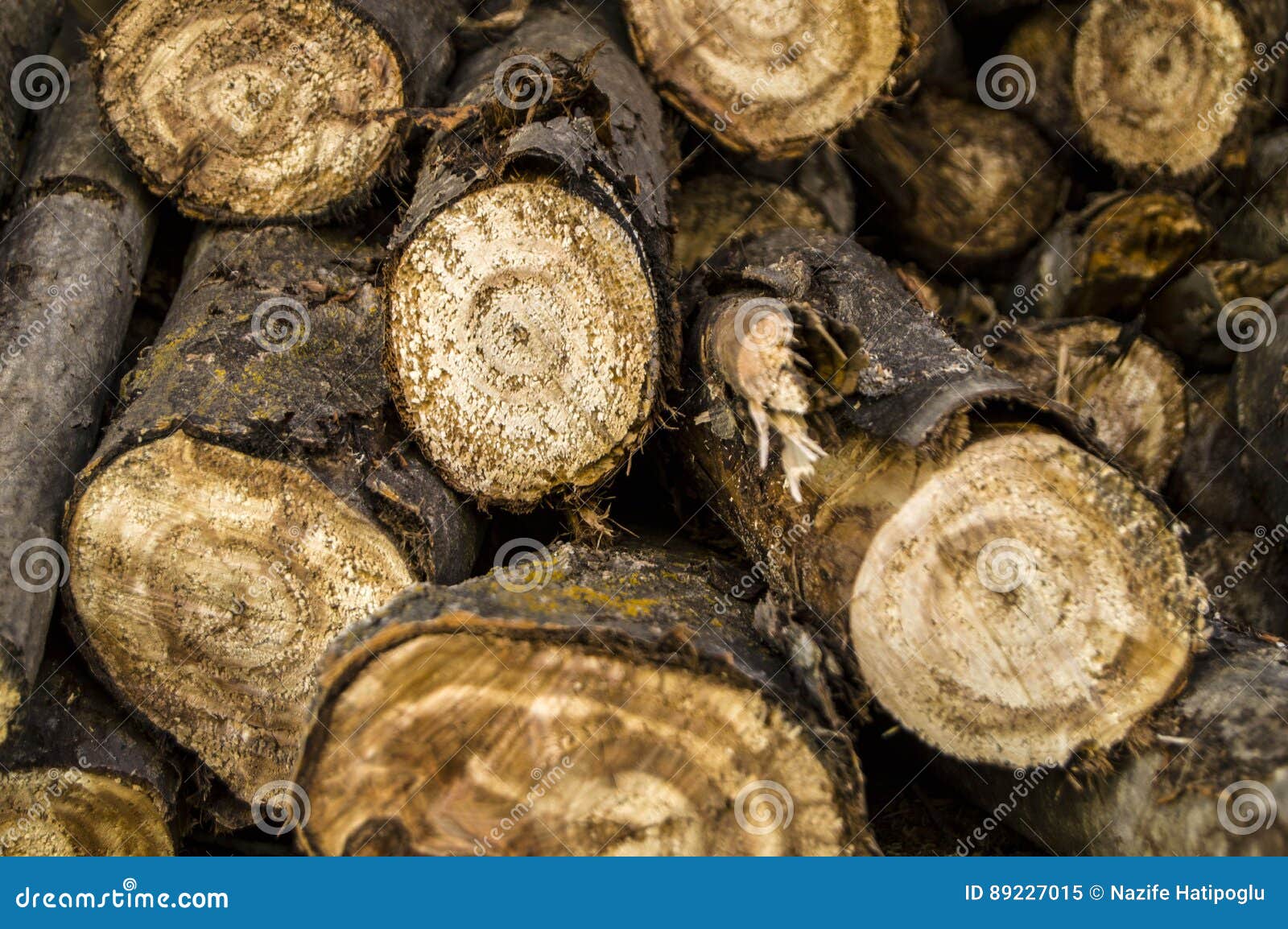 Big Roots Left Behind from Cut Poplar Trees, Stock Image - Image of ...