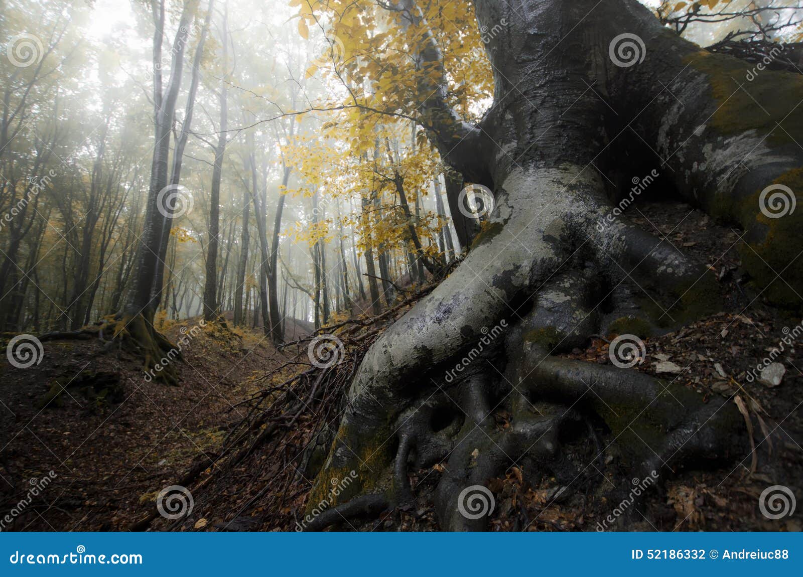 Big Roots in Magical Enchanted Forest with Fog Stock Photo - Image of ...