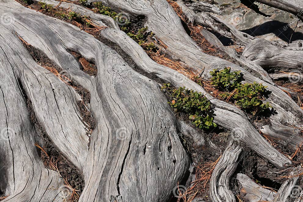 Big Roots of a Old Larch Tree Stock Photo - Image of tourism, roots ...