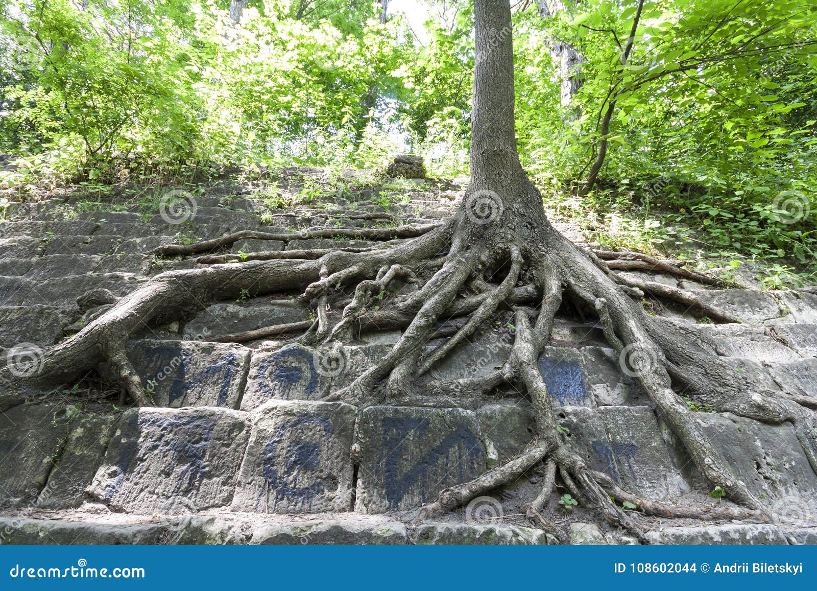 Big Roots of an Old Tree on the Stones. Beauty in Nature. Stock Photo ...
