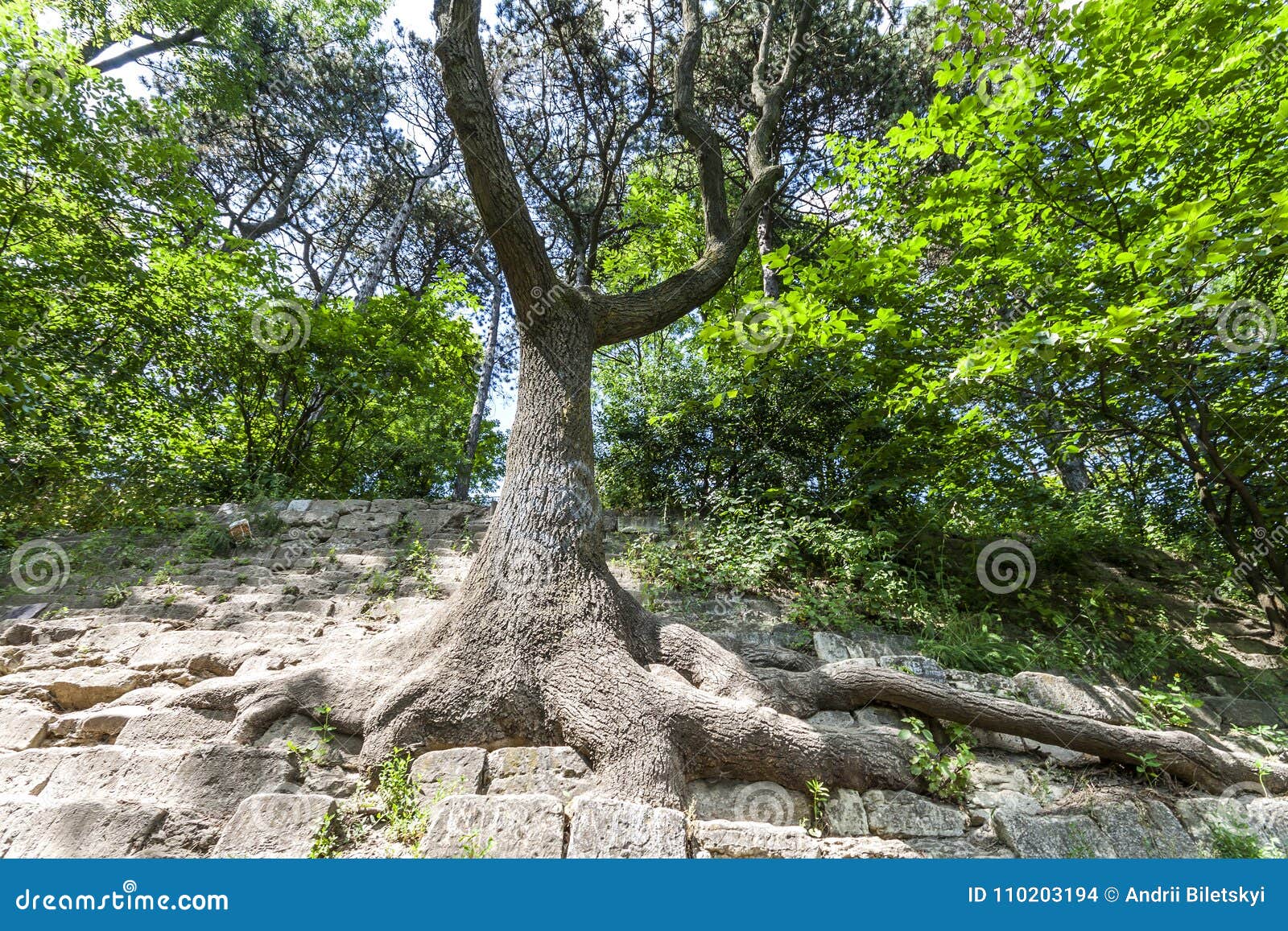 Big Roots of an Old Tree on the Stones. Beauty in Nature. Stock Photo ...