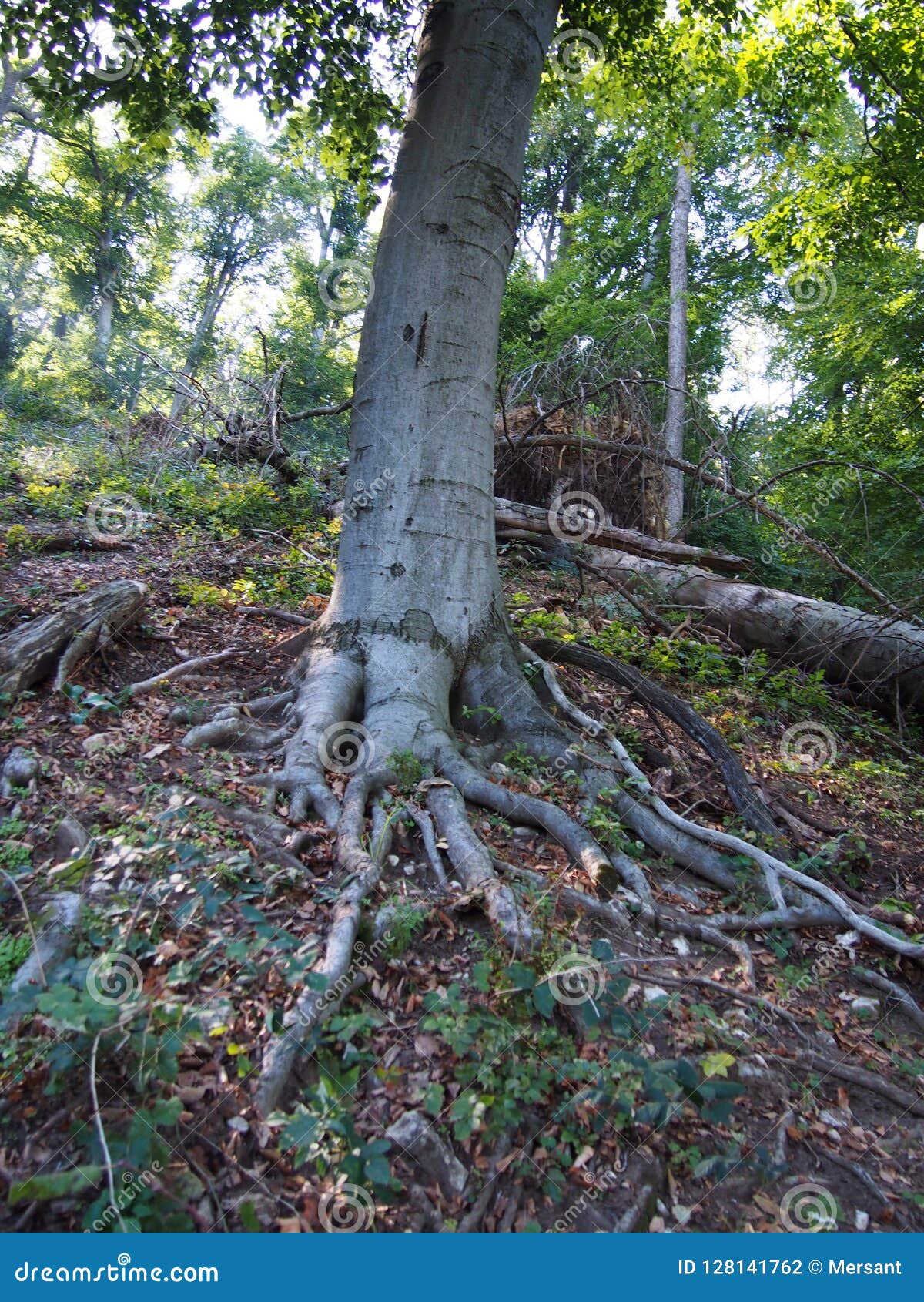 Big roots of a tree stock photo. Image of forest, wood - 128141762