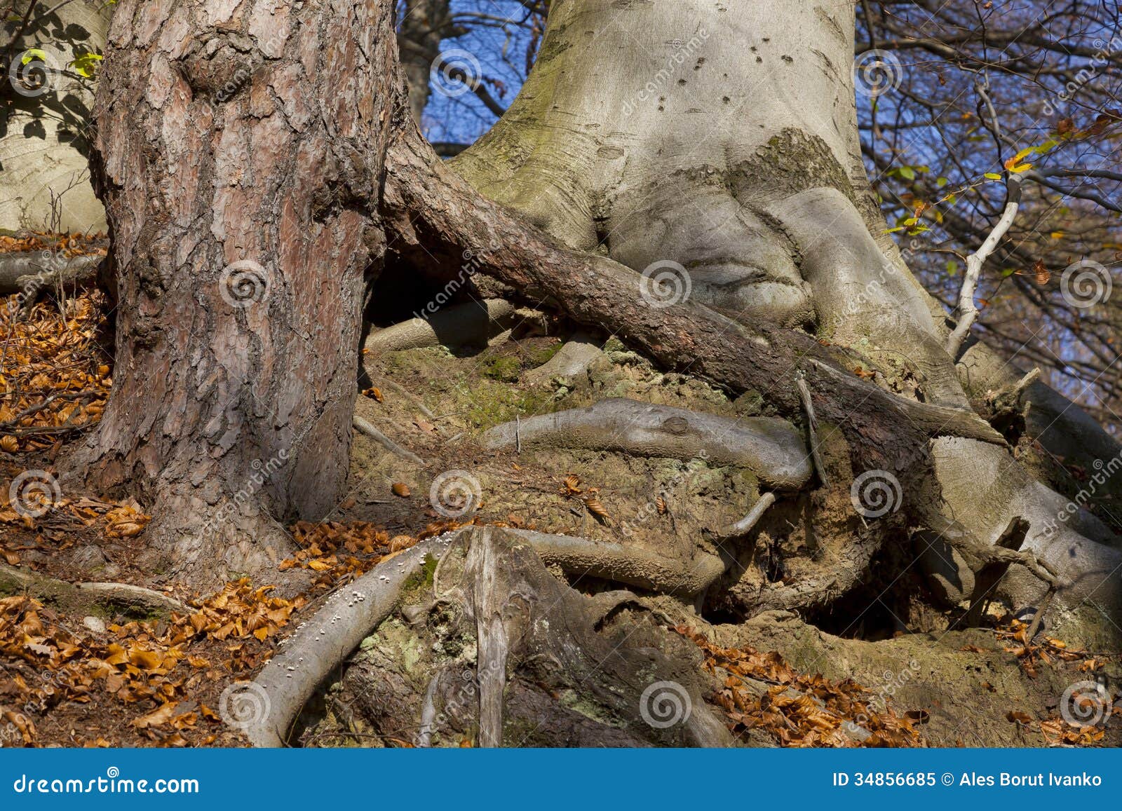 Big roots stock image. Image of fall, forest, amber, lives - 34856685