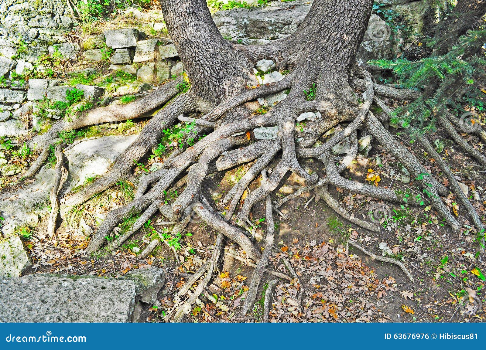 Big roots of two trees stock photo. Image of cross, nature - 63676976