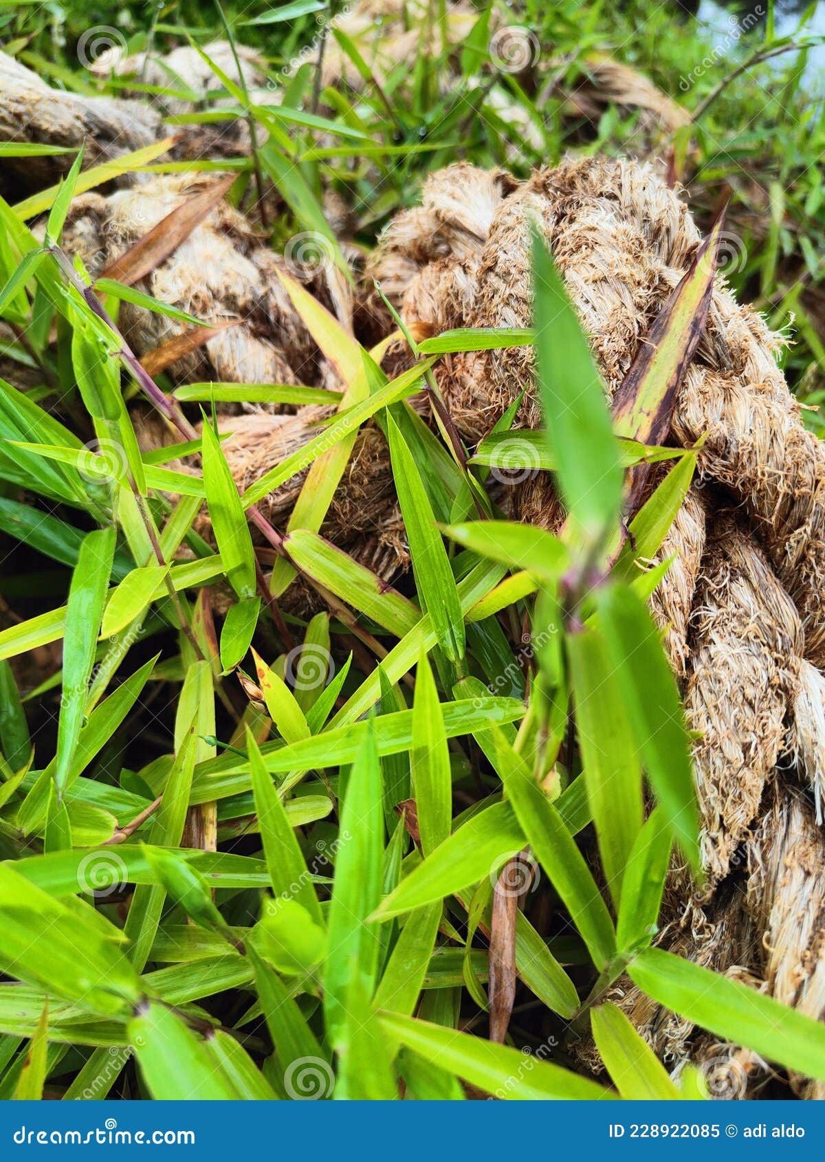 Big Rope Tied Grass Texture Stock Image - Image of rope, insect: 228922085