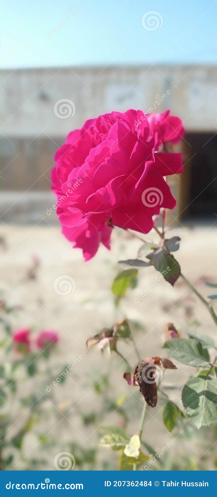 Big Rose Flower stock photo. Image of shrub, rose, flowers - 207362484