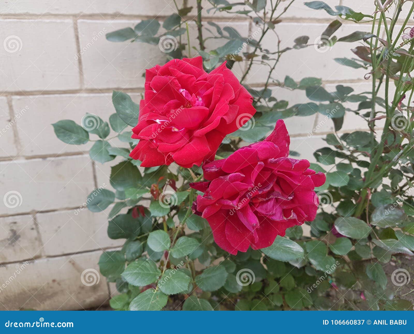 Big rose flowers stock image. Image of rose, small, flowers - 106660837