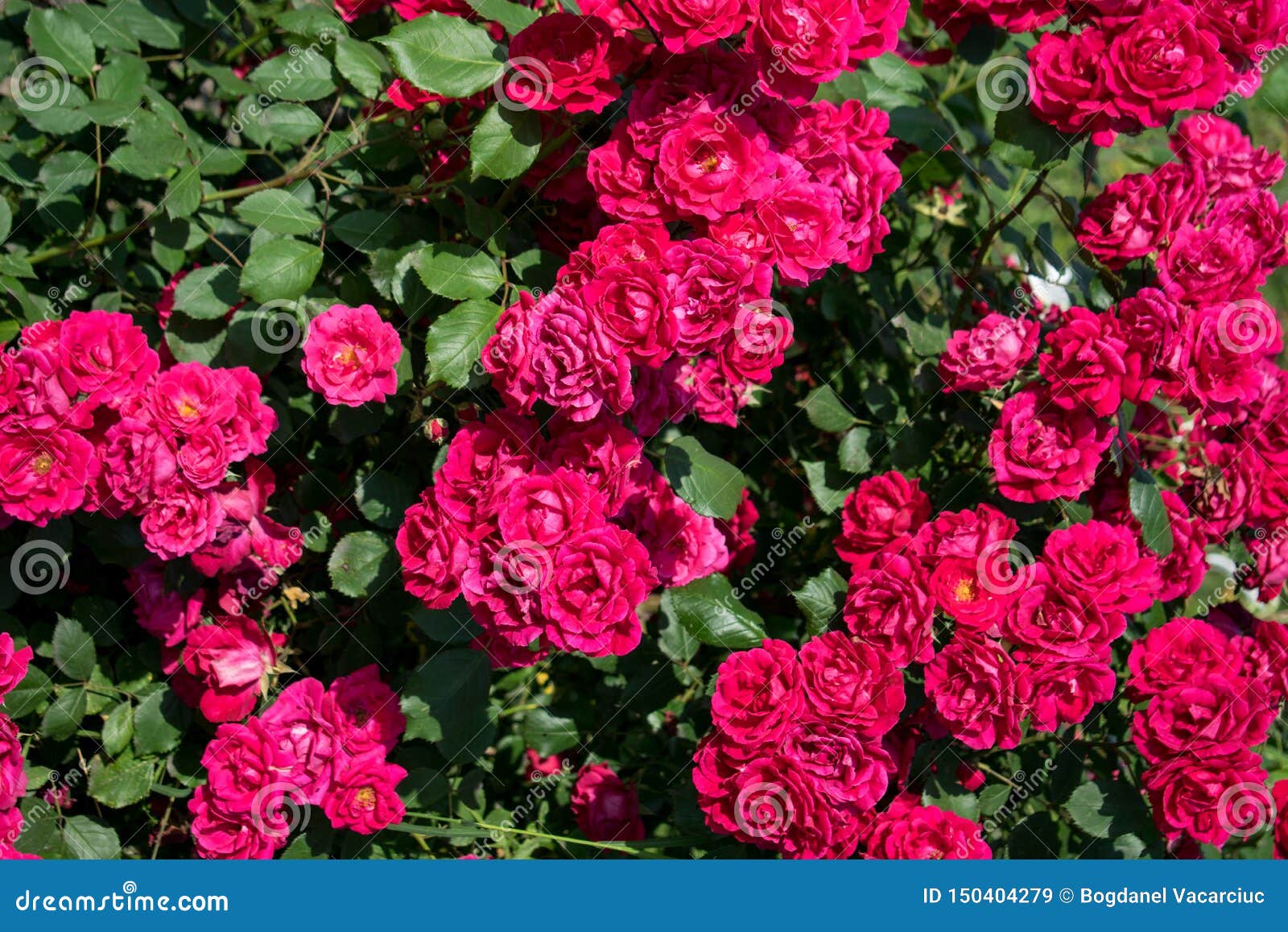 The Big Roses Brush, with Lots of Scented Roses Stock Image - Image of ...