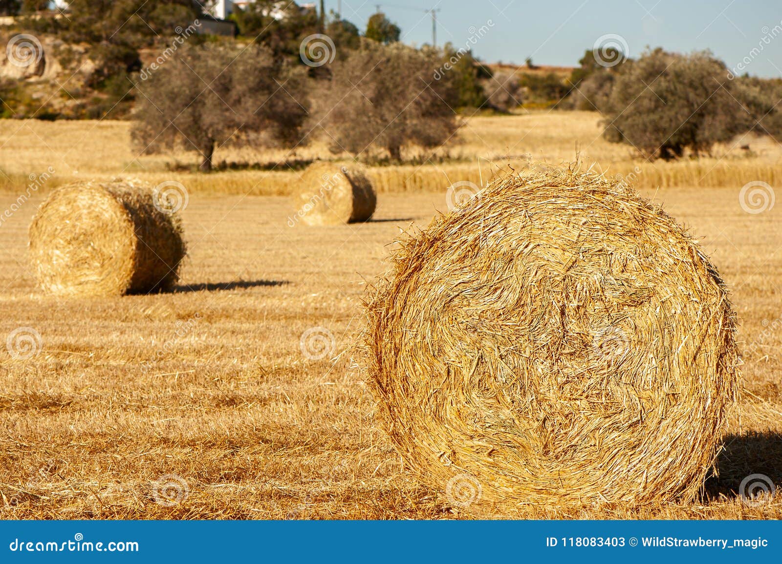 Big Round Bales of Straw, Sheaves, Haystacks on the Field in Th Stock ...