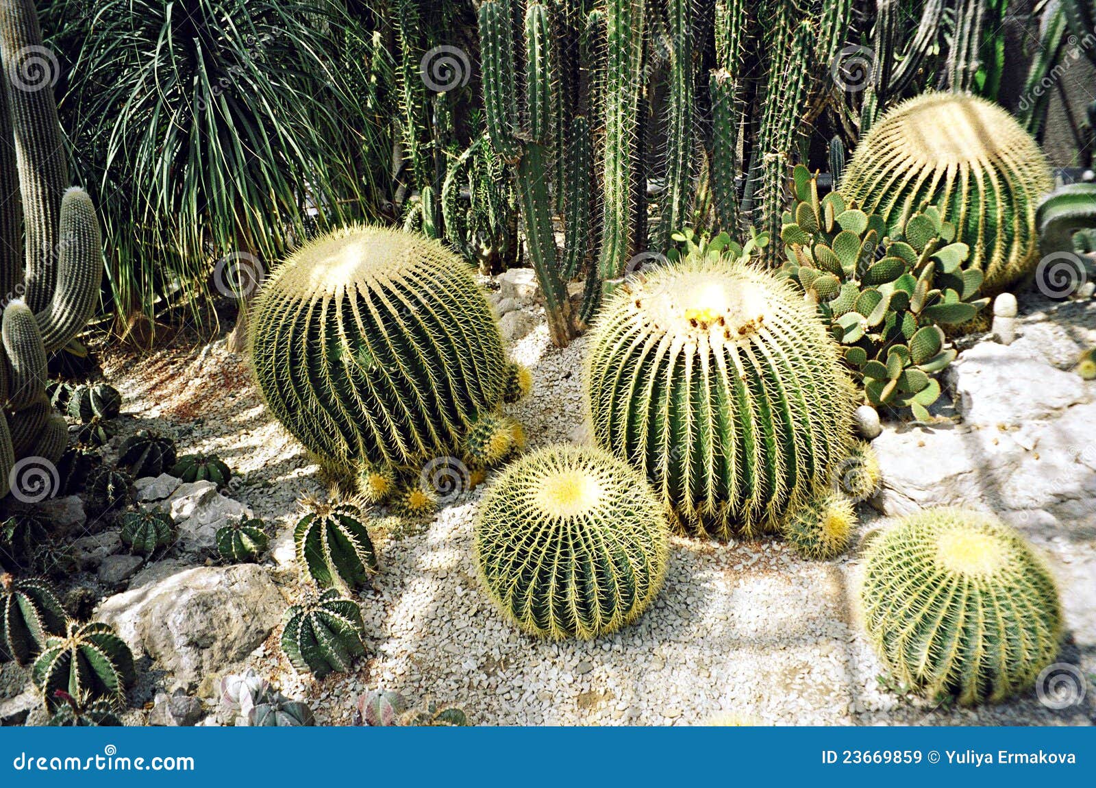 Big round cactus stock image. Image of sphere, hothouse - 23669859