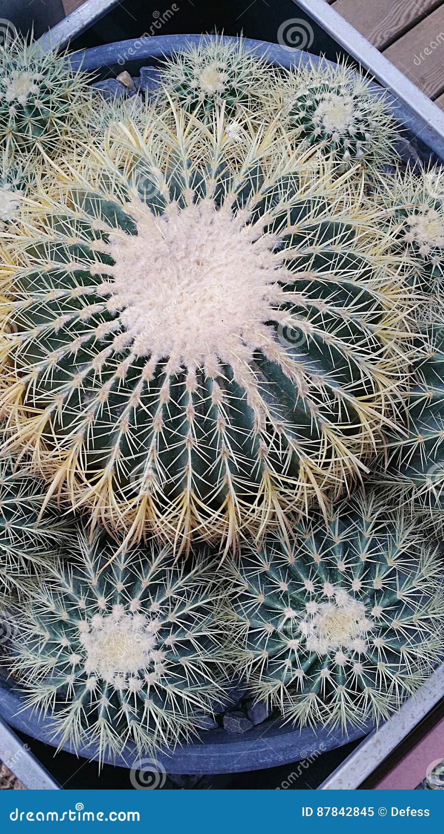 Round Cactus Stock Photography | CartoonDealer.com #688088