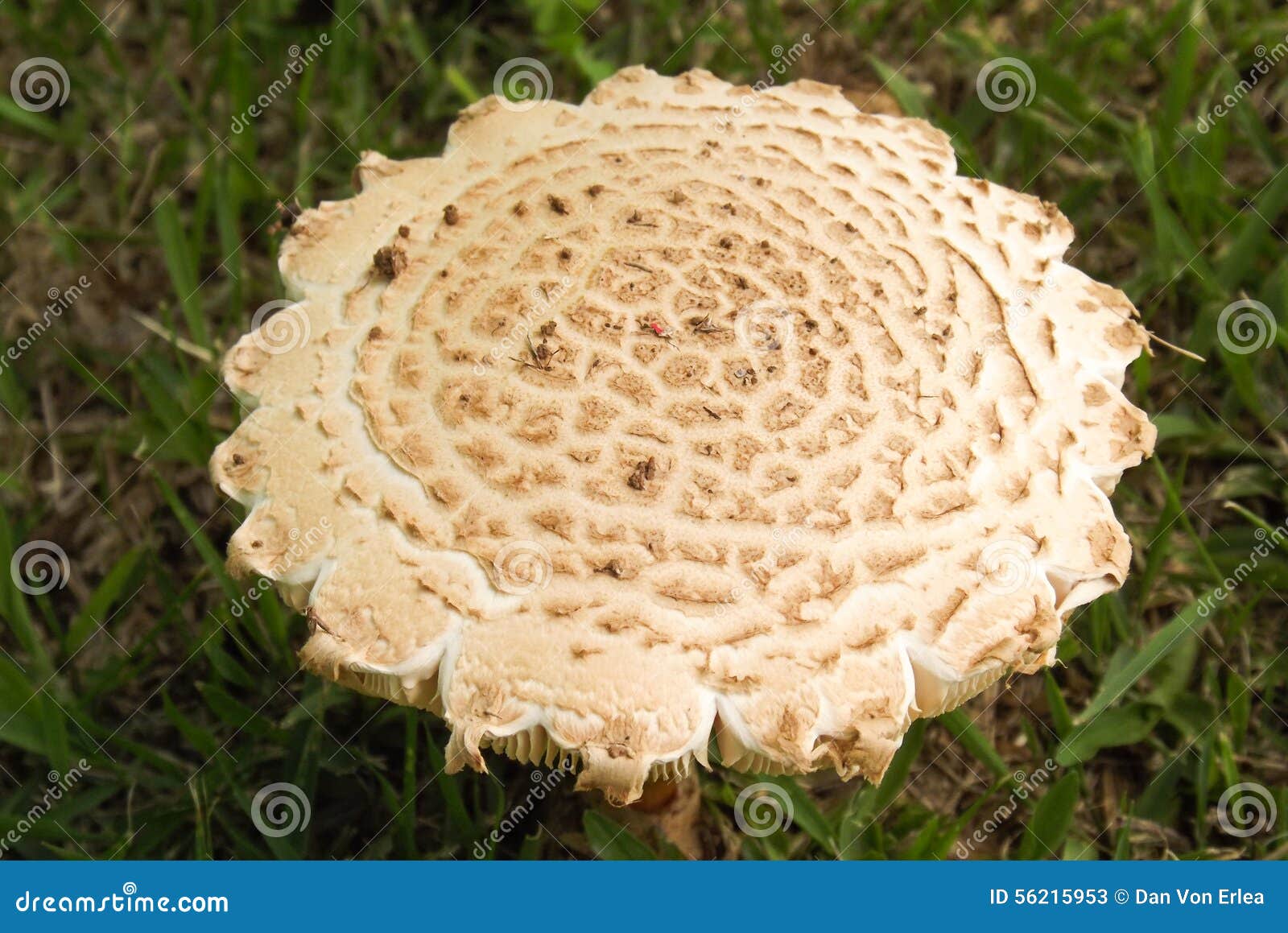 Big and Round Mushroom stock image. Image of white, green - 56215953