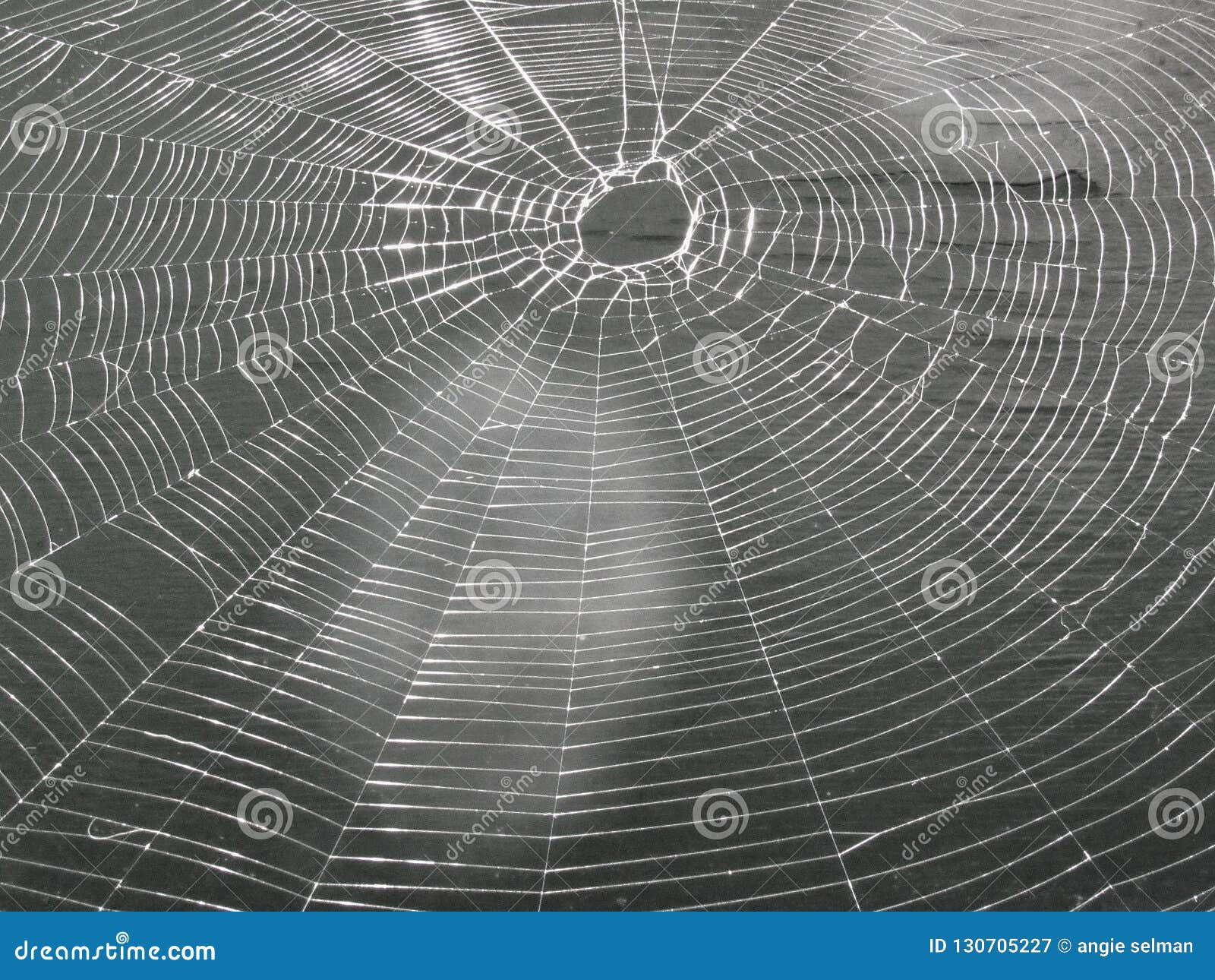 Big round shape spider web stock image. Image of round - 130705227