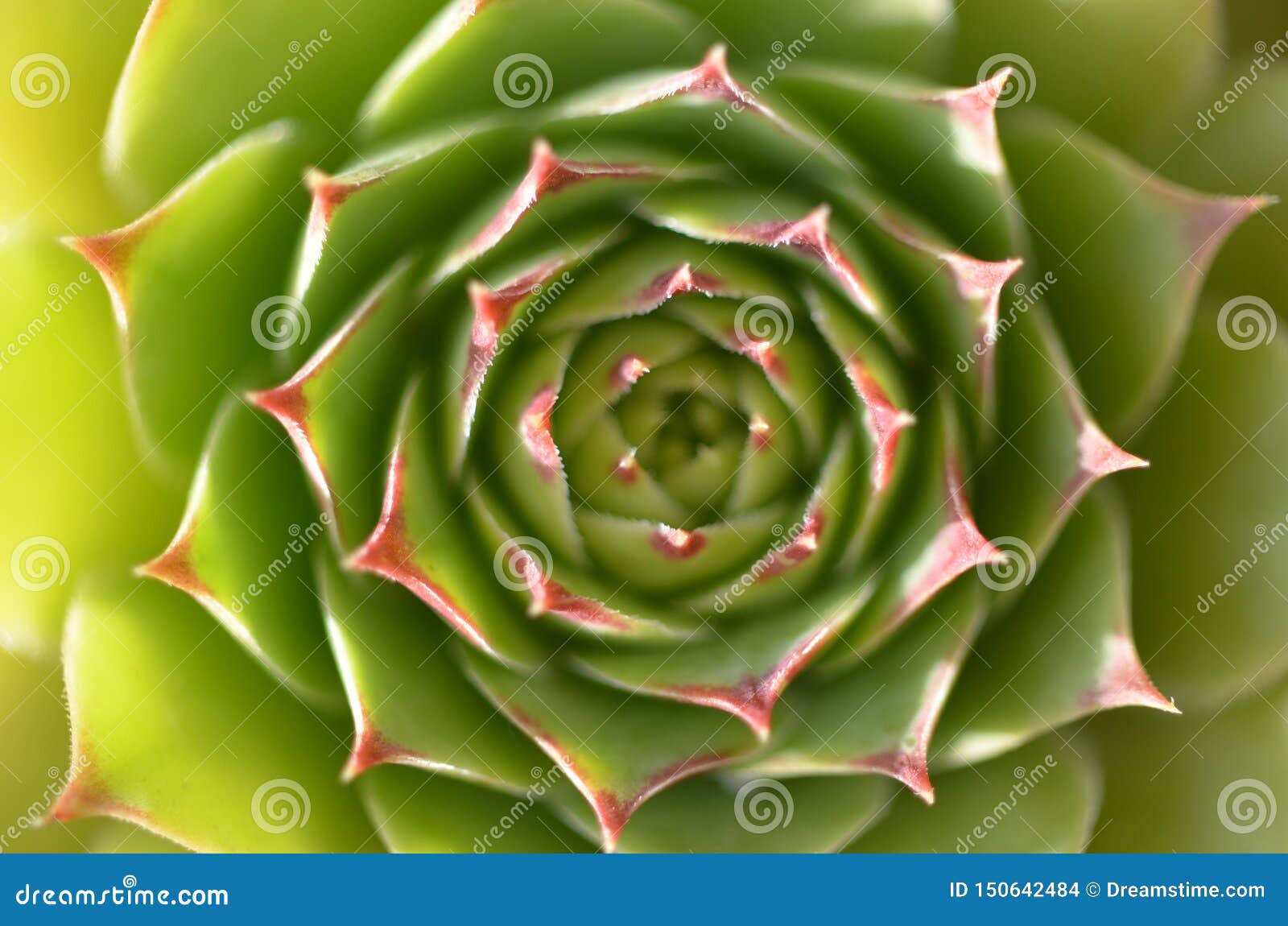 Big round succulent stock photo. Image of backgroundtexture - 150642484