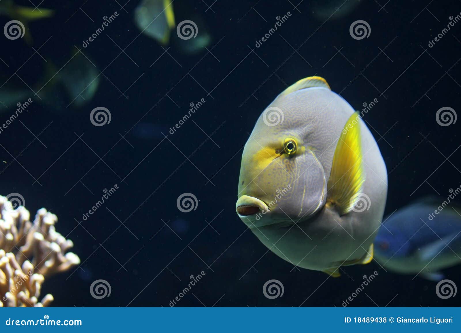 Big rounded fish stock photo. Image of scuba, scale, single - 18489438