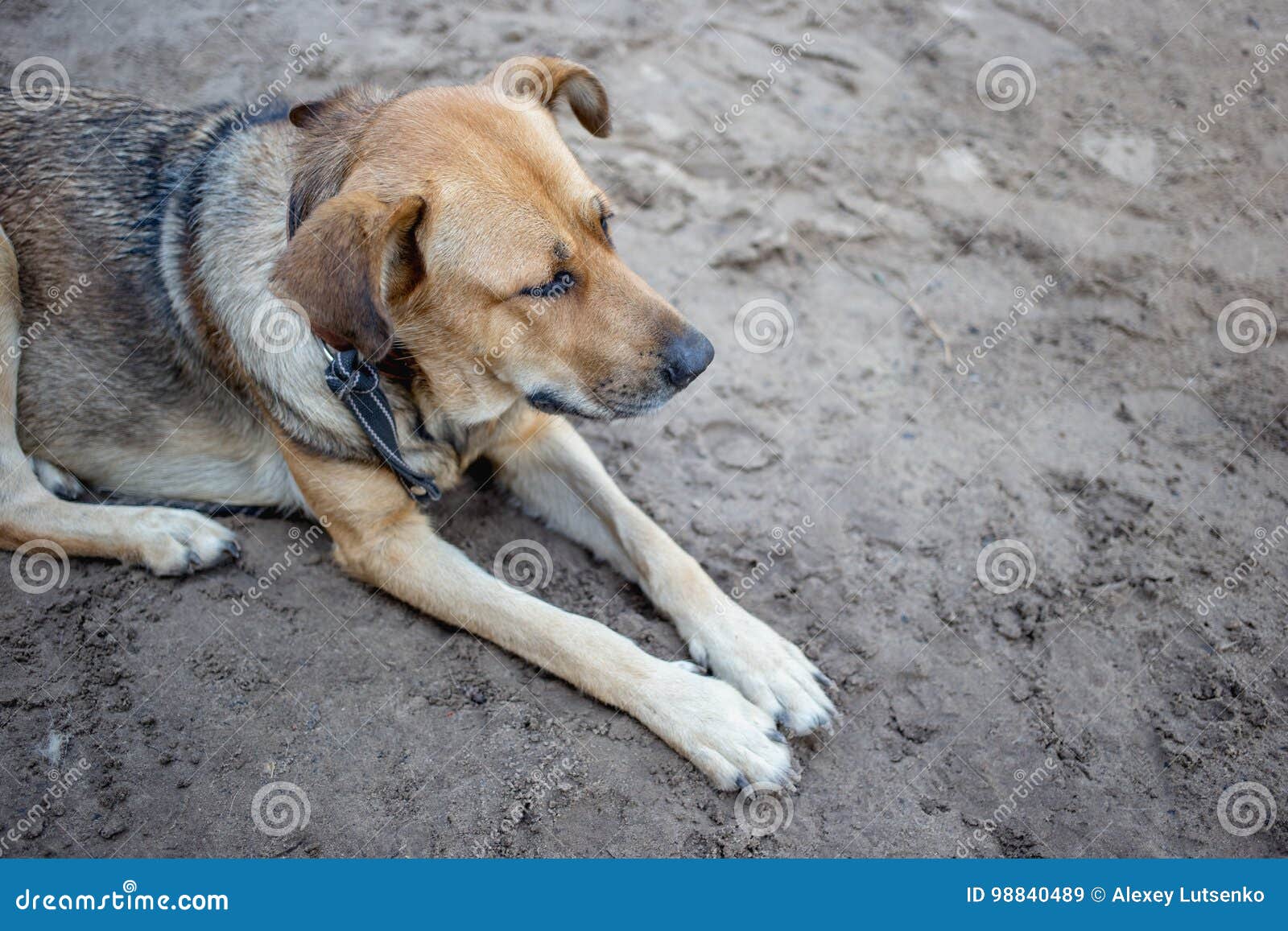 A big sad dog stock image. Image of large, outside, dark - 98840489
