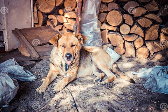 A big sad dog on a leash stock photo. Image of doberman - 98975516