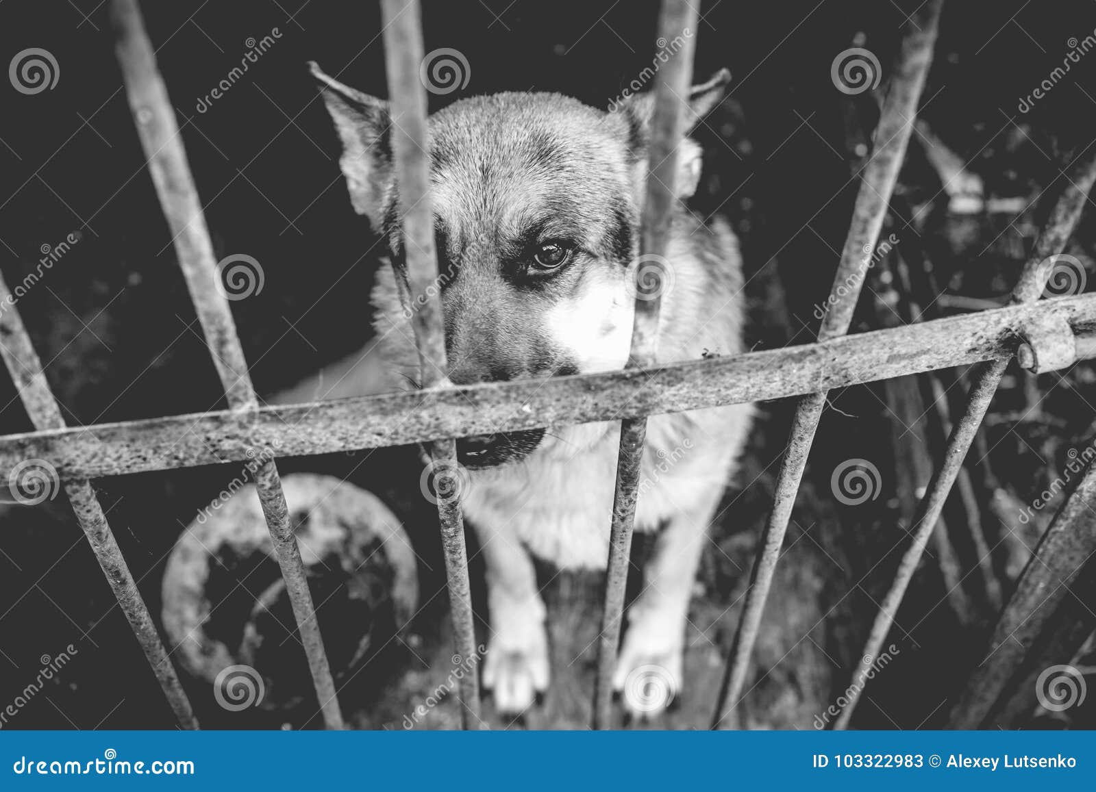 A Big Sad Shepherd in an Old Aviary. Monochrome Photo. Stock Image ...