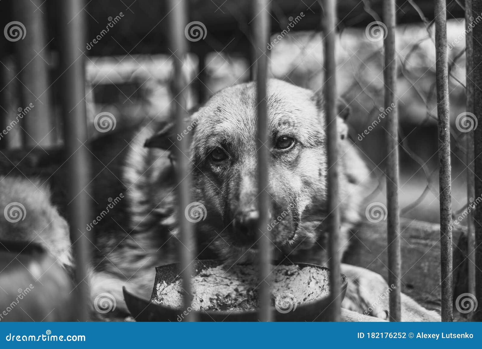 A Big Sad Shepherd in an Old Aviary Stock Photo - Image of jail ...