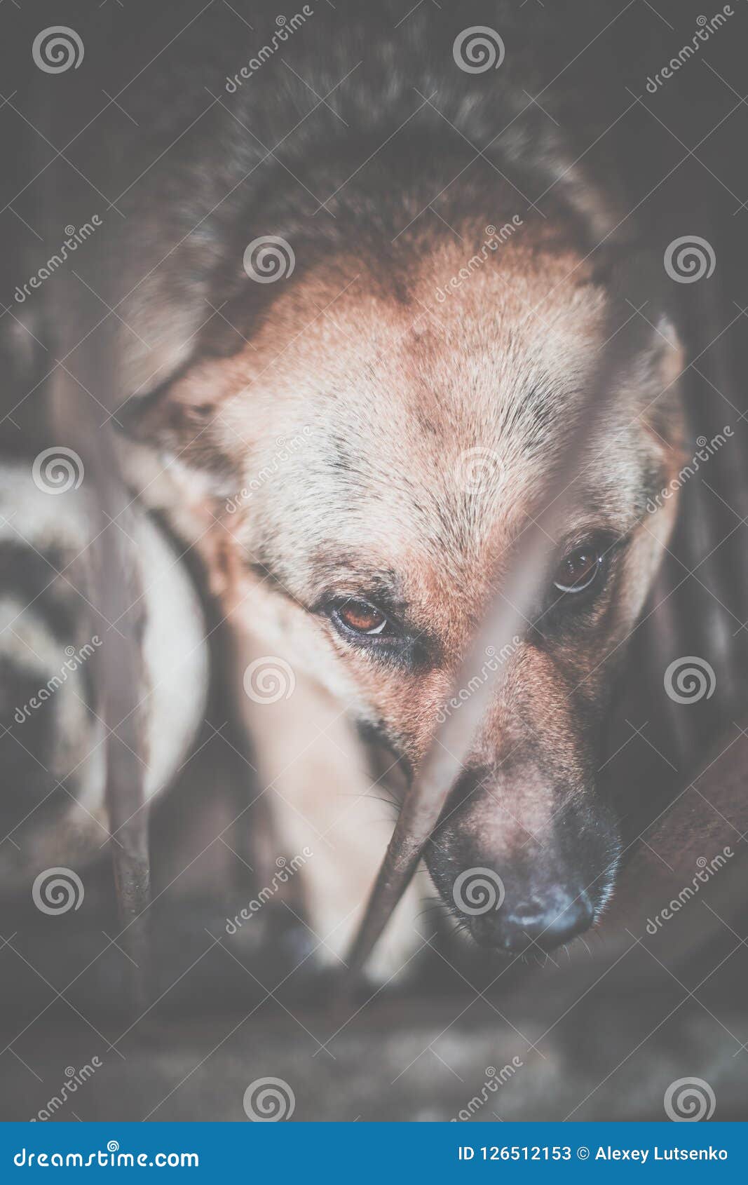 A Big Sad Shepherd in an Old Aviary. Toned, Style Photo. Stock Image ...