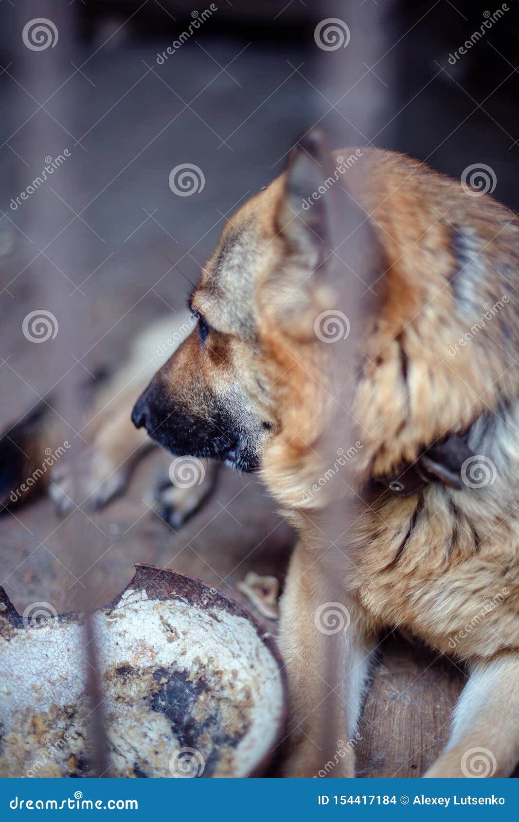 A Big Sad Shepherd in an Old Aviary. Toned, Style Photo Stock Photo ...