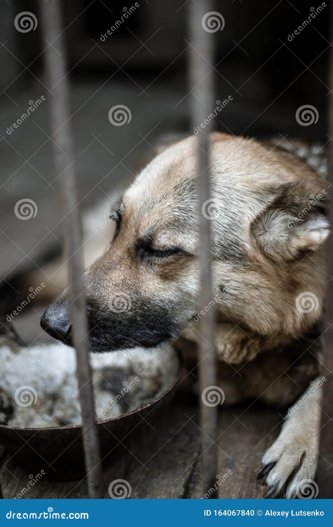 A Big Sad Shepherd in an Old Aviary. Toned, Style Photo Stock Photo ...