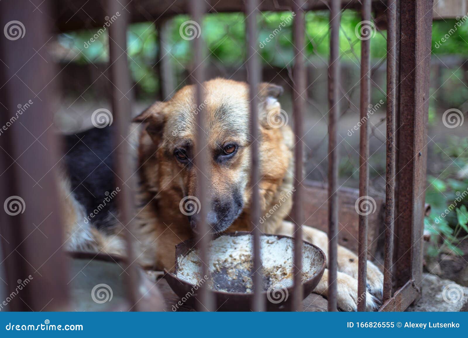 A Big Sad Shepherd in an Old Aviary. Toned, Style Photo Stock Image ...