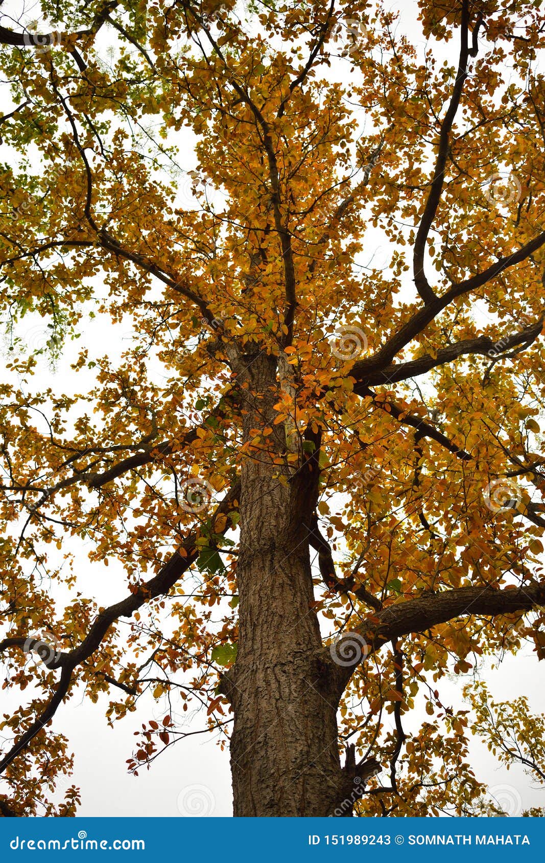 Big Sal Tree with New Born Leaves Stock Image - Image of beauty ...