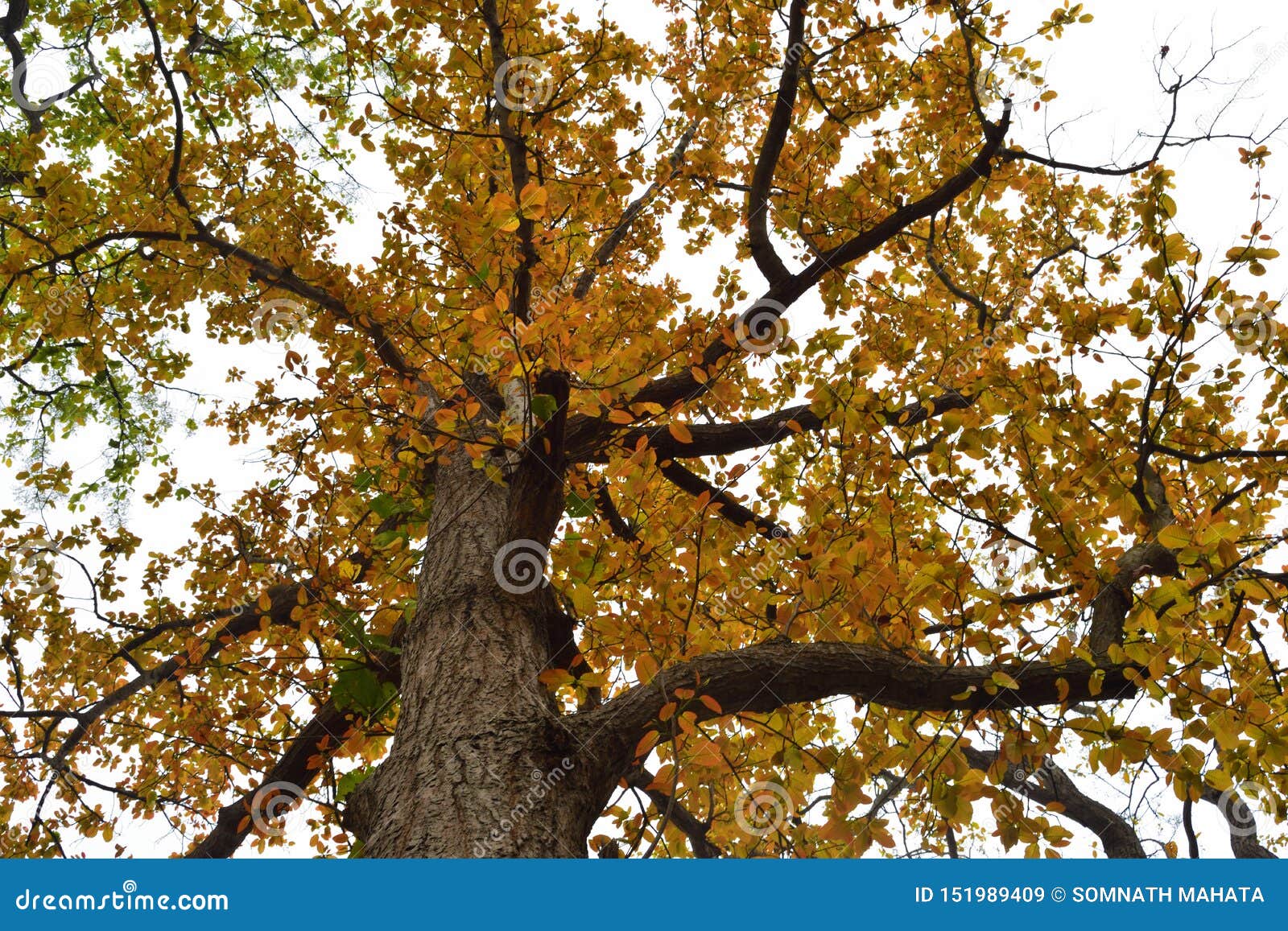 Big Sal Tree with New Born Leaves Stock Image - Image of beauty ...