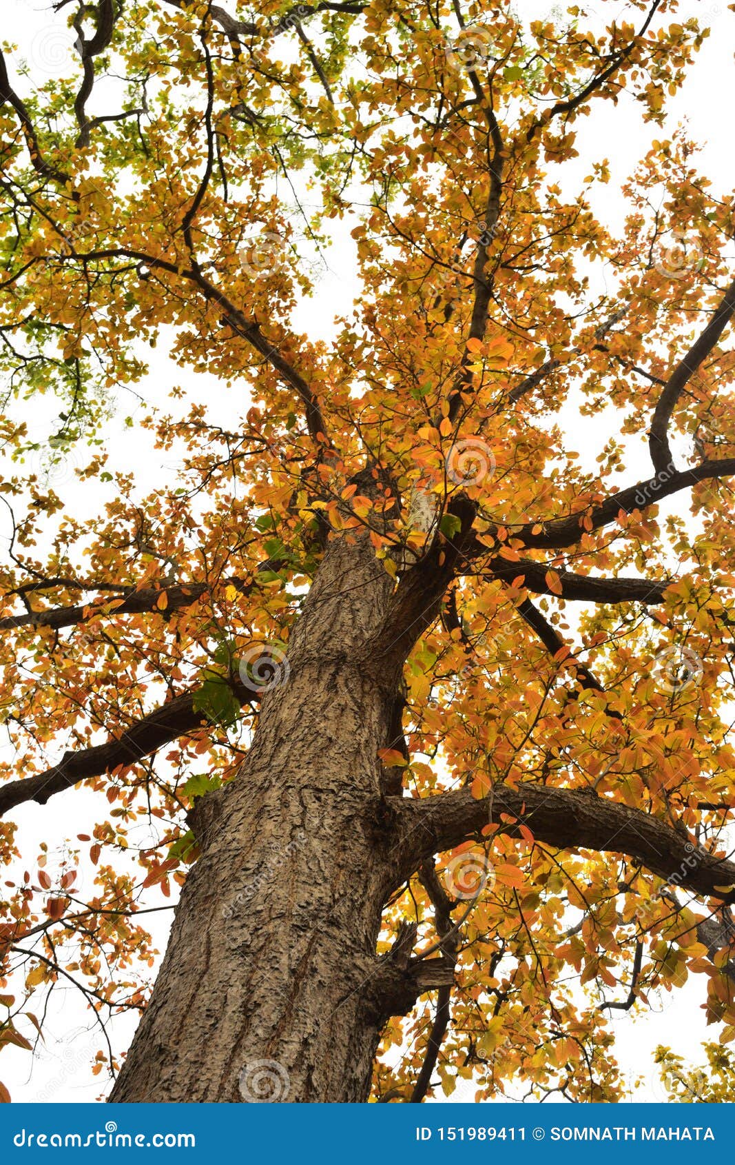 Big Sal Tree with New Born Leaves Stock Image - Image of grunge ...