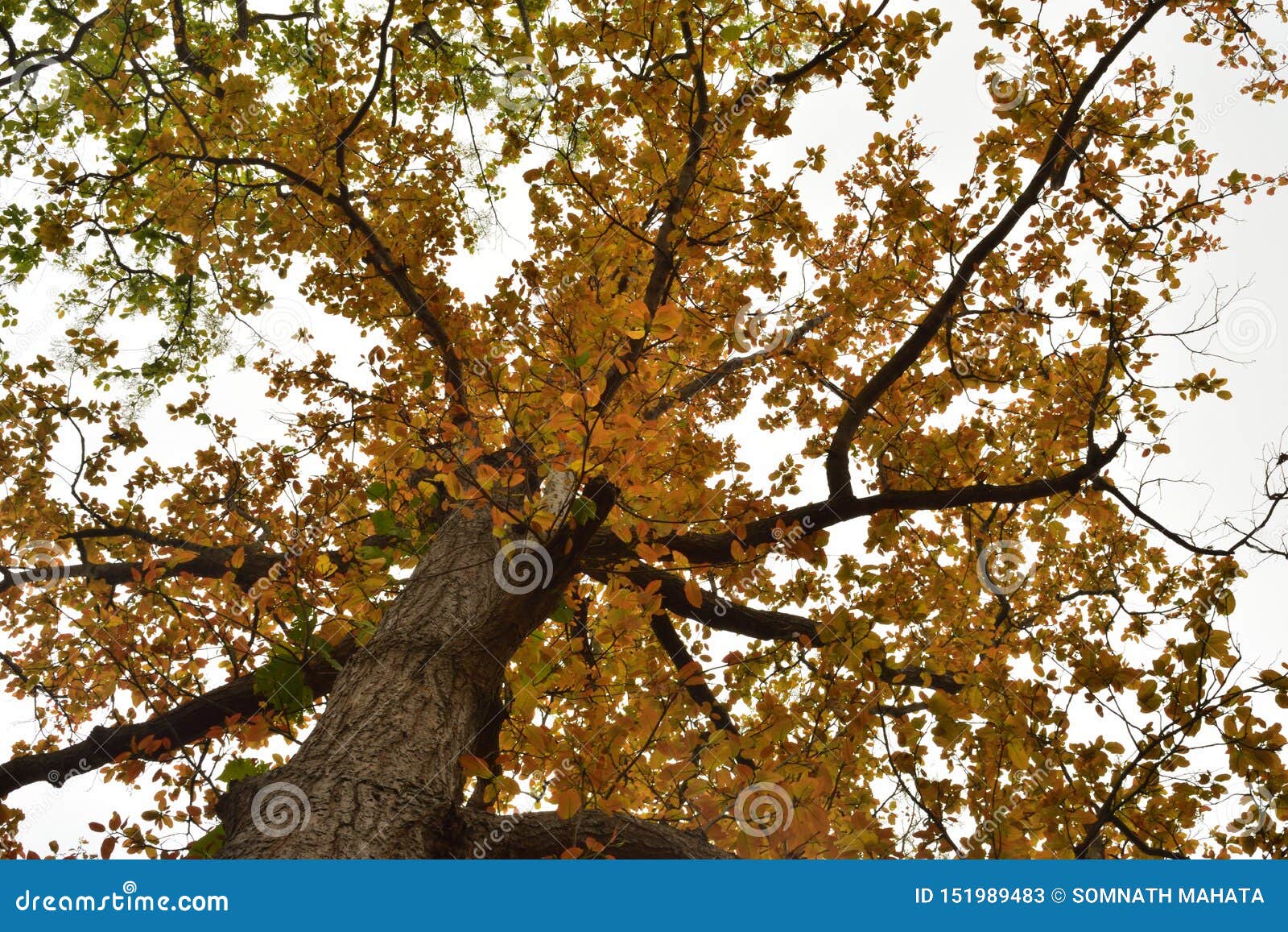 Big Sal Tree with New Born Leaves Stock Image - Image of nature, plant ...