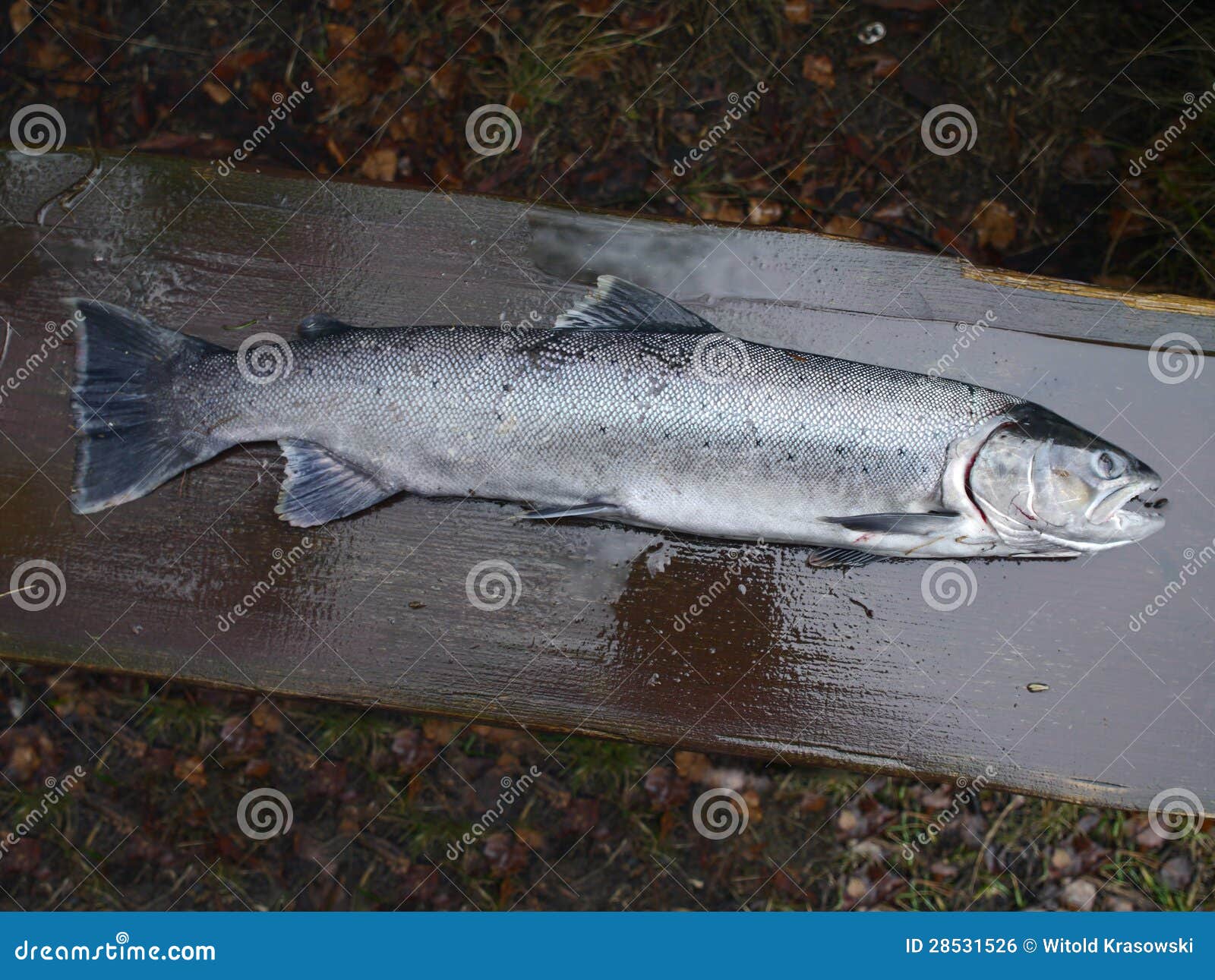 Big salmon stock photo. Image of salar, fishing, trophy - 28531526