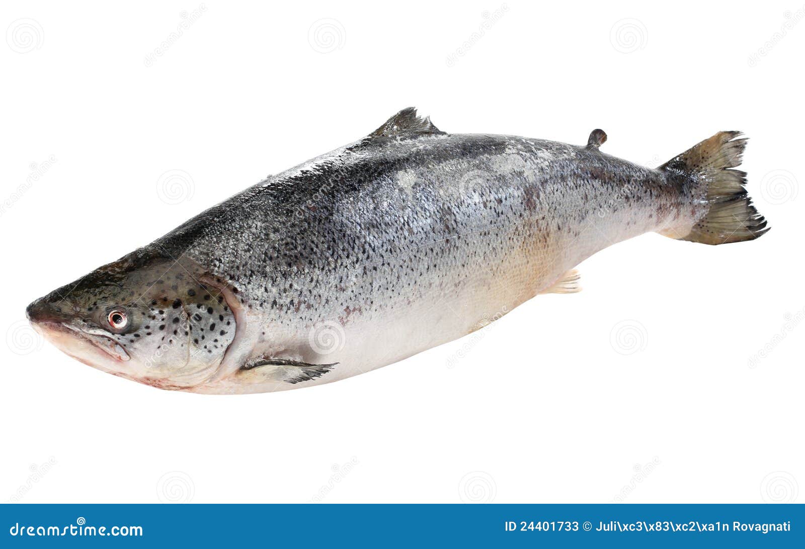 Big salmon fish isolated stock image. Image of food, eating - 24401733