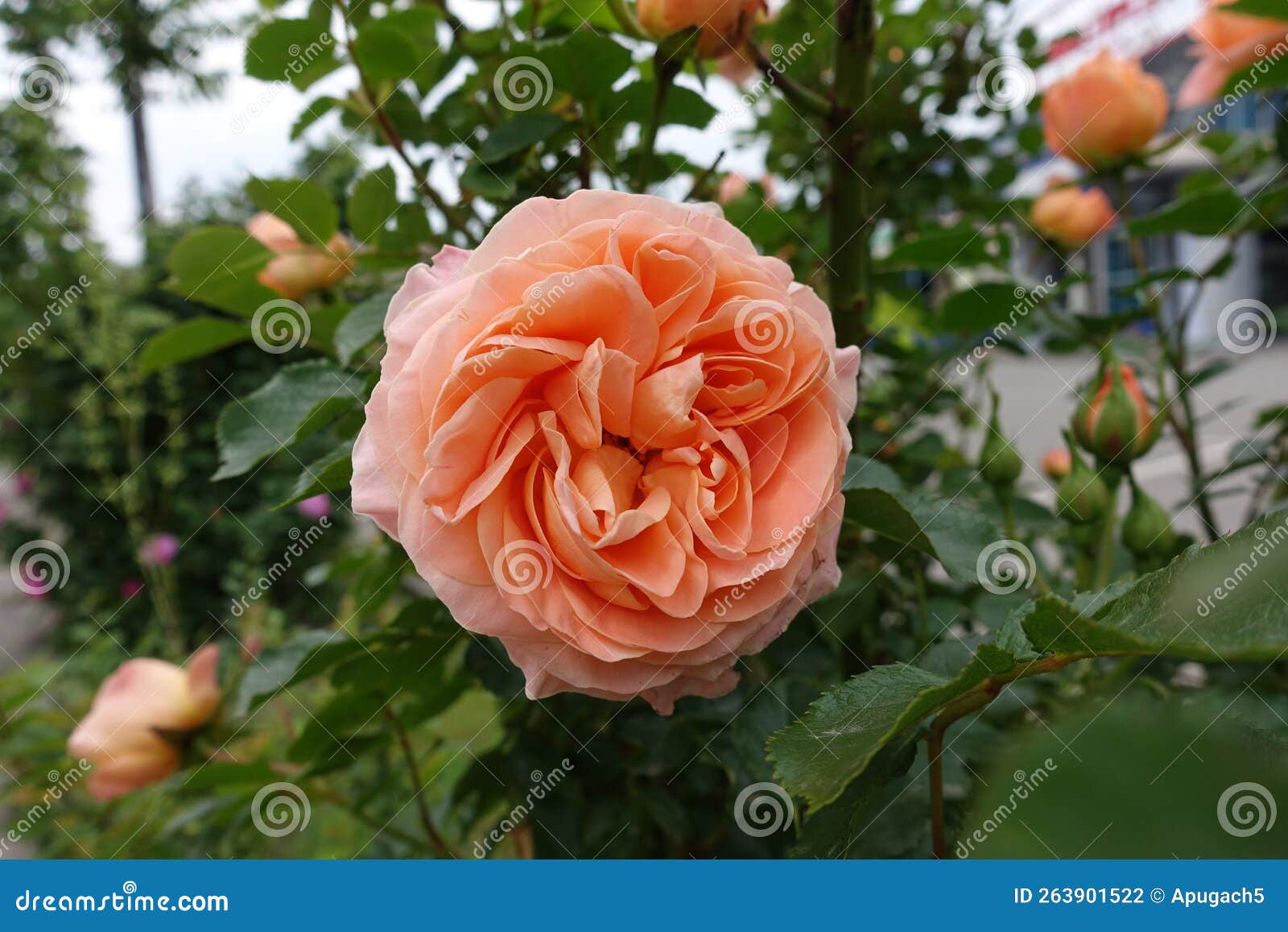 Big Salmon Pink Flower of Rose in May Stock Photo - Image of branch ...