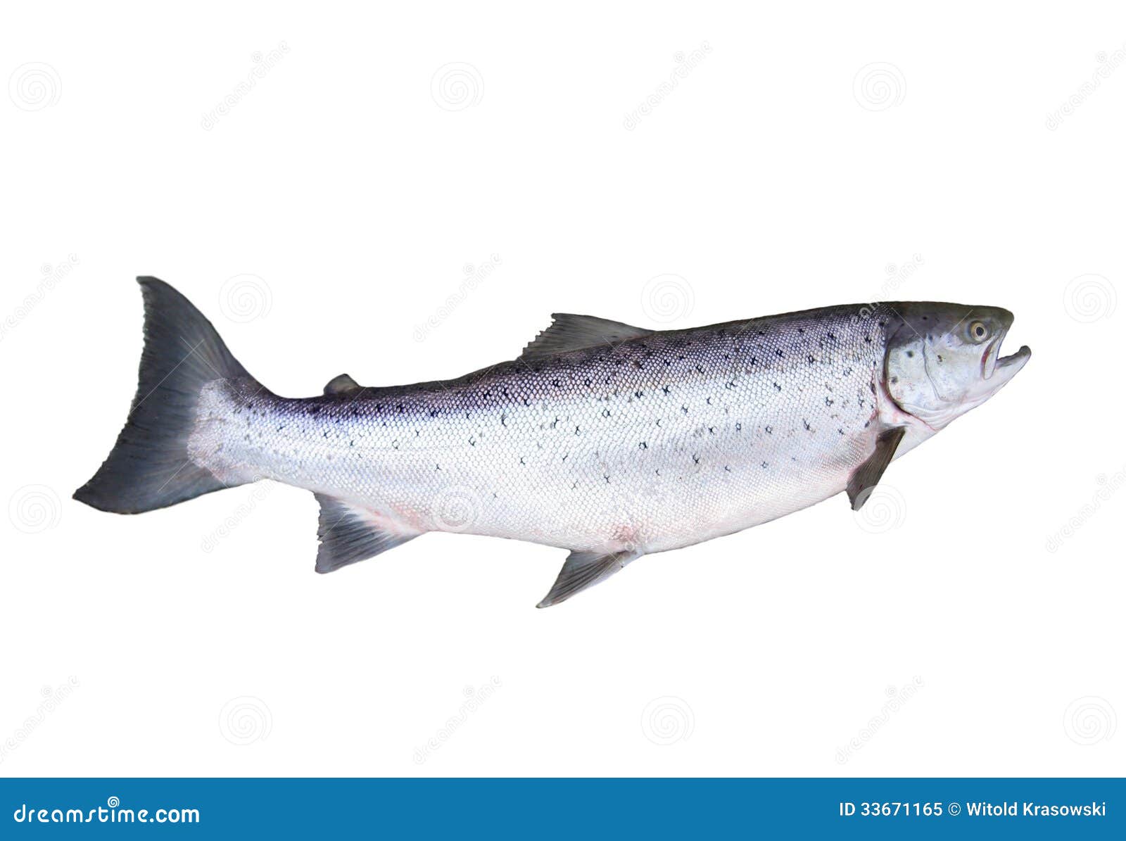Big salmon stock image. Image of white, food, meat, health - 33671165