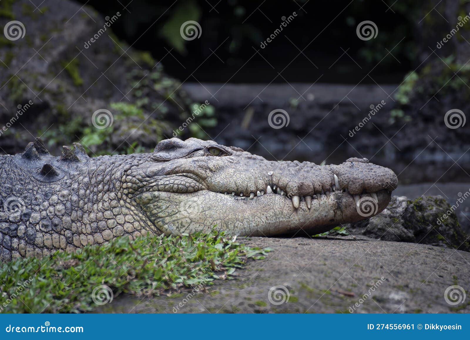 Big Saltwater Crocodile Resting on River Bank Stock Image - Image of ...