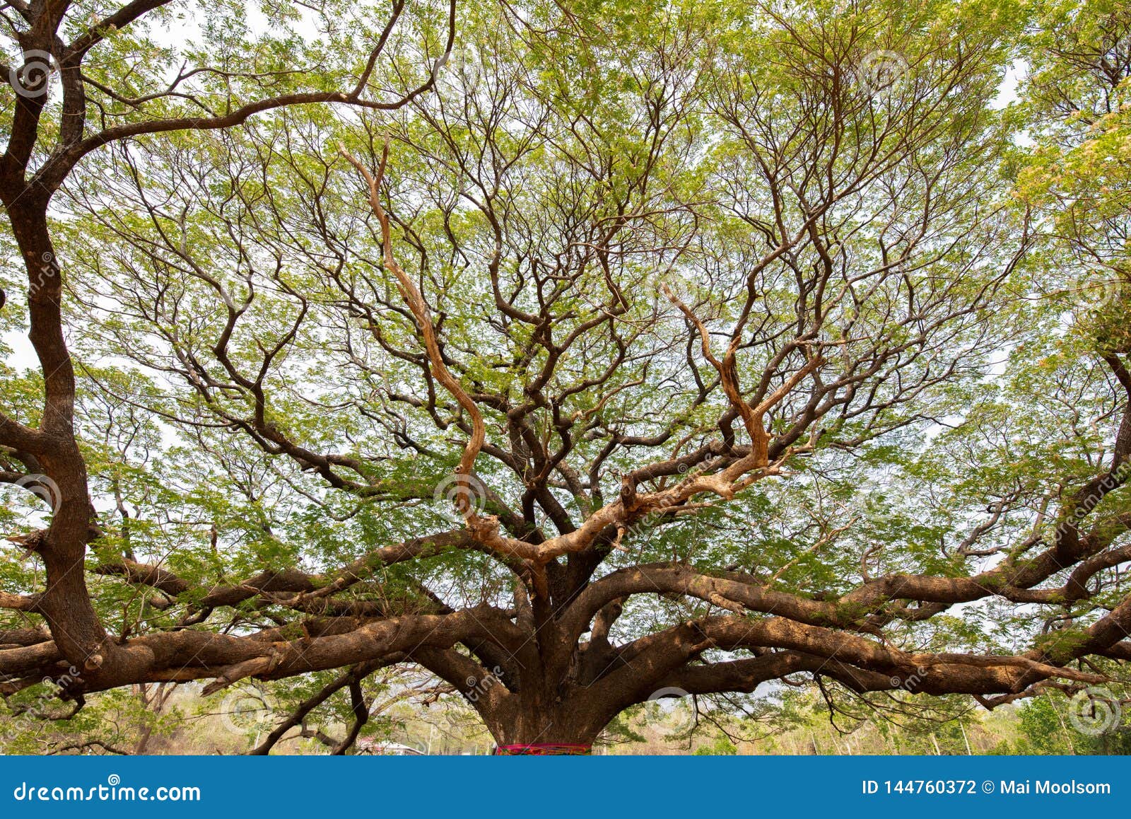 Big Samanea Saman Tree with Branch Stock Photo - Image of canopy ...