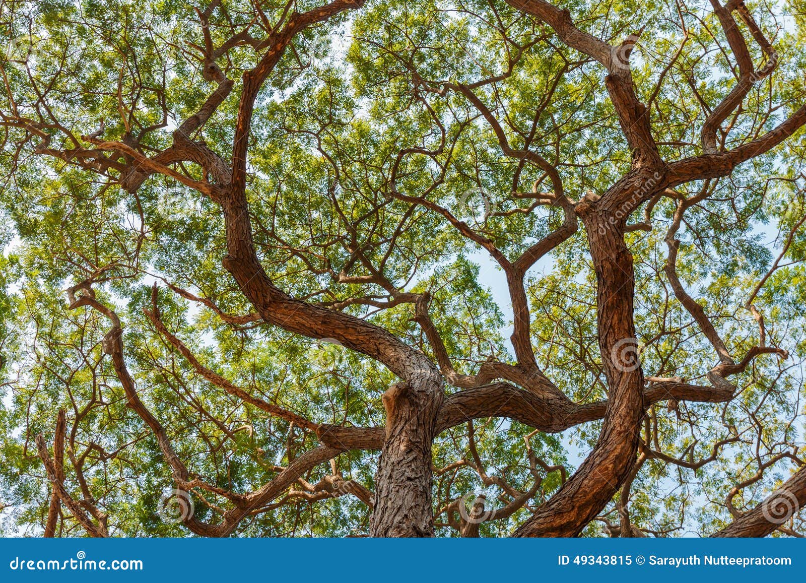 Big Samanea saman tree stock image. Image of plant, botanical - 49343815