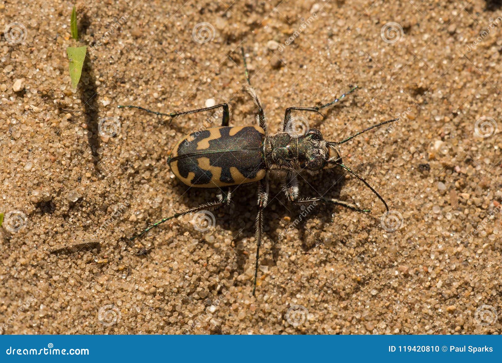 Big Sand Tiger Beetle stock photo. Image of summer, wildlife - 119420810