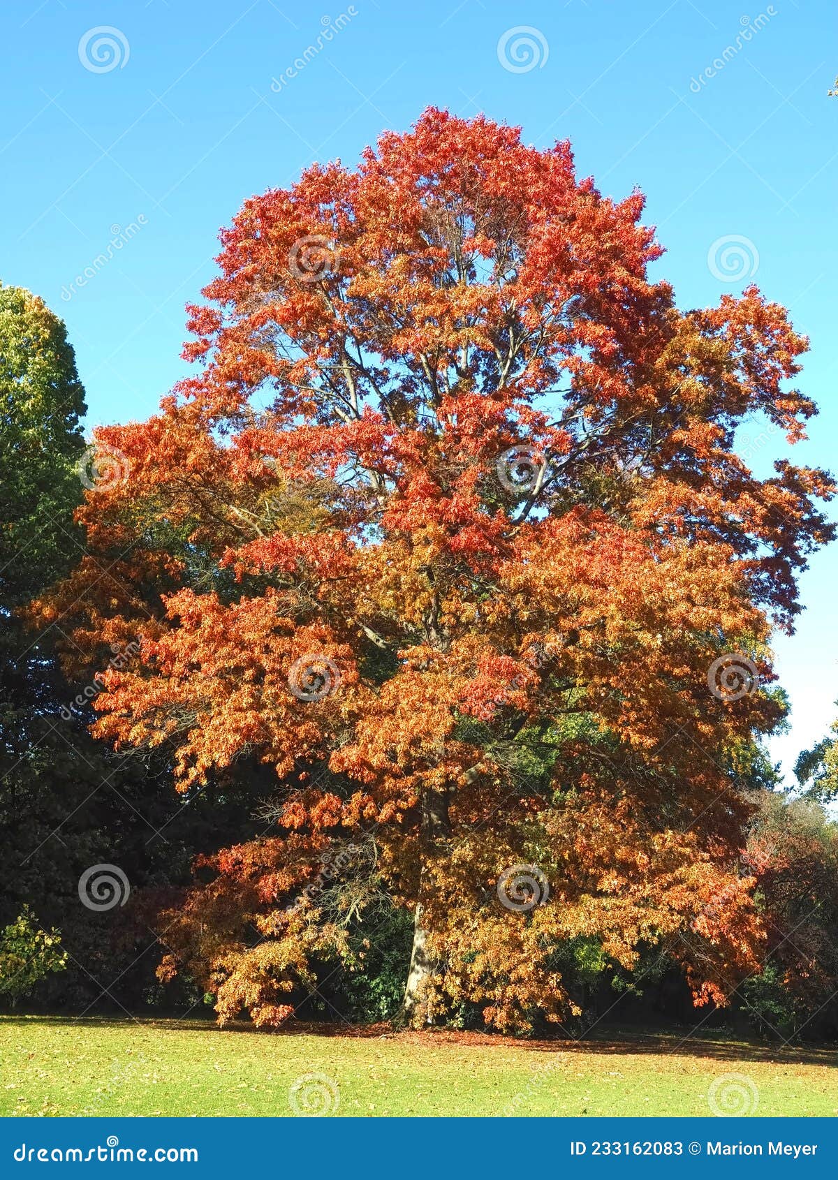 Colors of Autumn Fall: Red Scarlet Oak Tree Querus Coccinea Stock Image ...