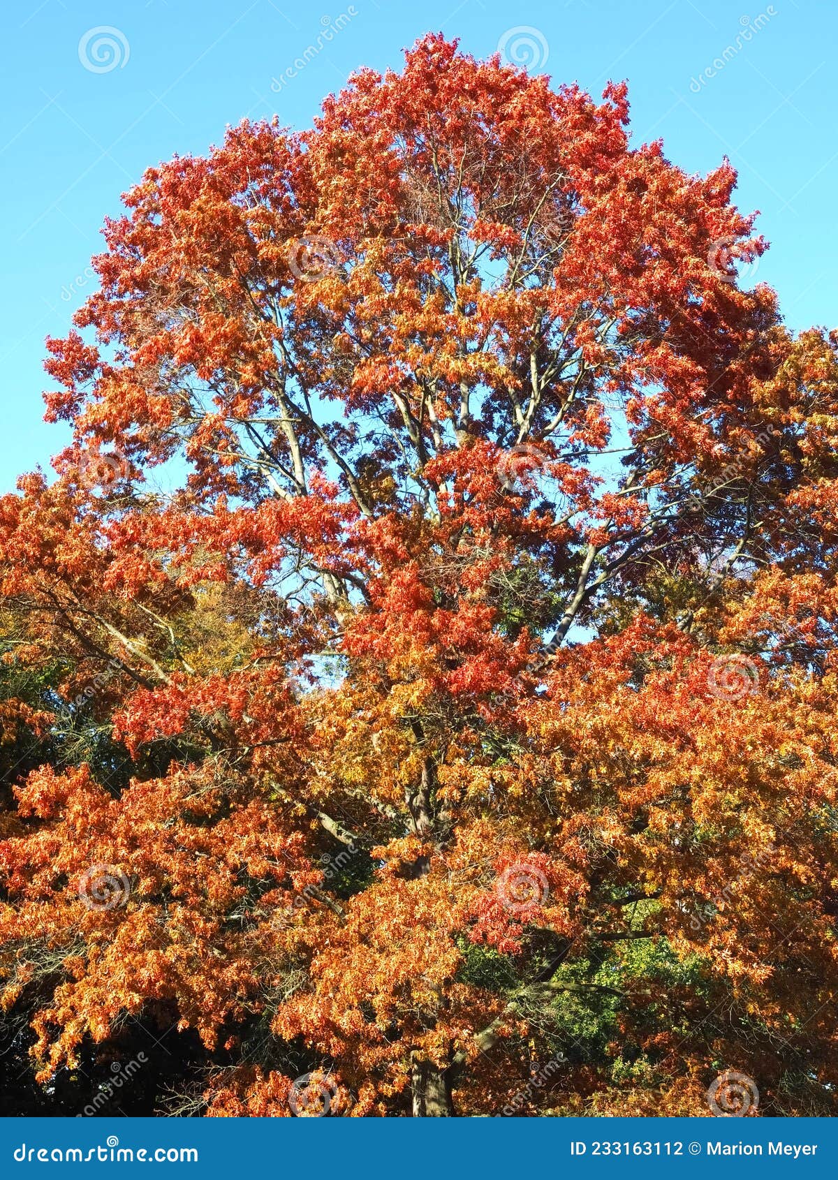 Colors of Autumn Fall: Red Scarlet Oak Tree Querus Coccinea Stock Photo ...