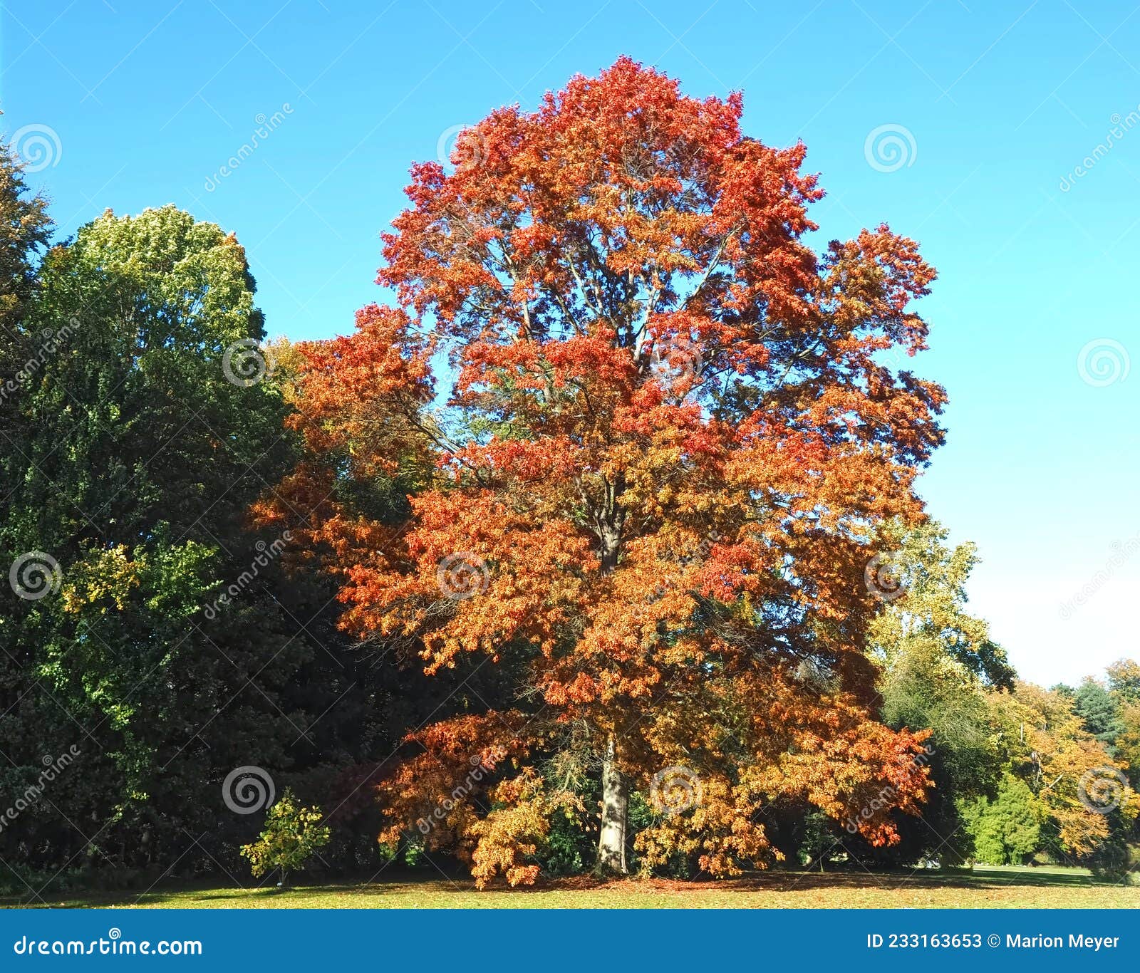 Colors of Autumn Fall: Red Scarlet Oak Tree Querus Coccinea Stock Image ...