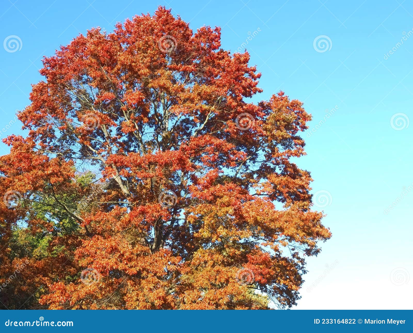Colors of Autumn Fall: Red Scarlet Oak Tree Querus Coccinea Stock Photo ...